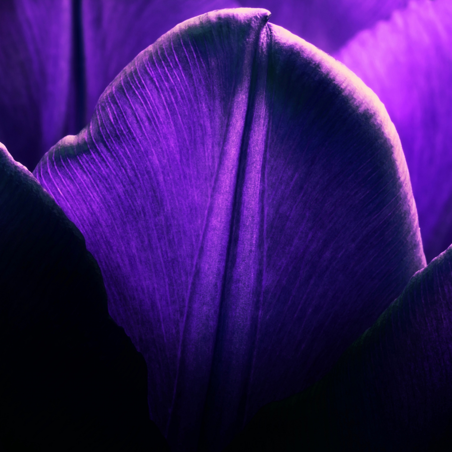 Köp Maison Crivelli - Iris Malikhân EDP - Cow Parfymeri